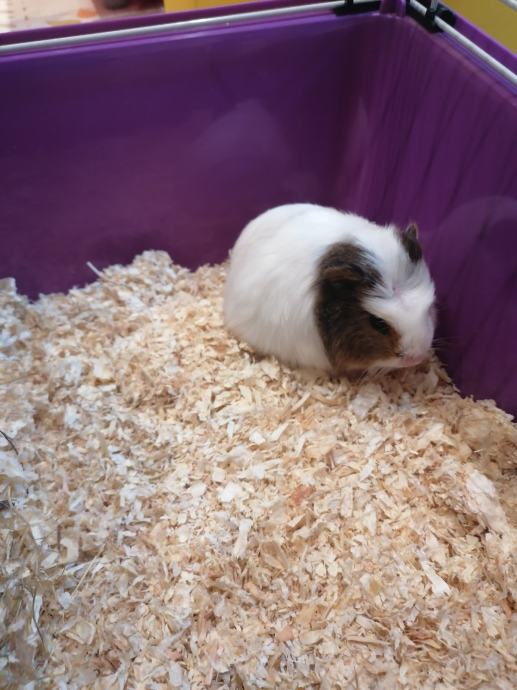 Zamorac mužjak junior