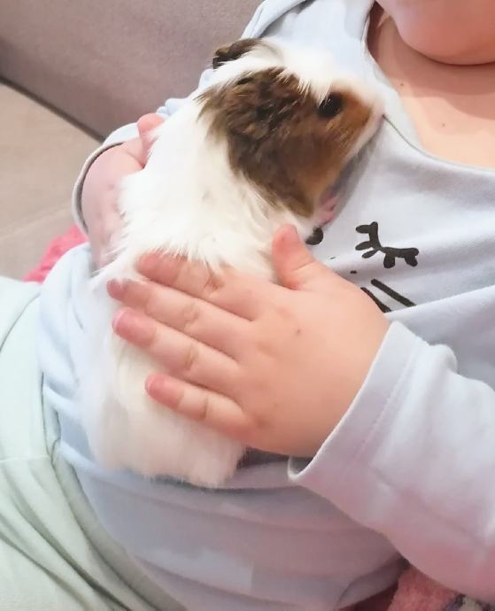 Zamorac mužjak junior