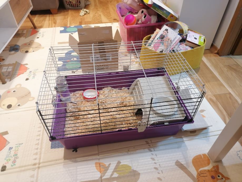 Zamorac mužjak junior