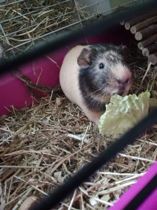 Zamorac sa svom opremom