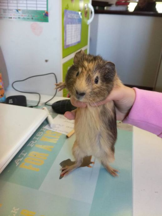 Zamorac sa svom opremom