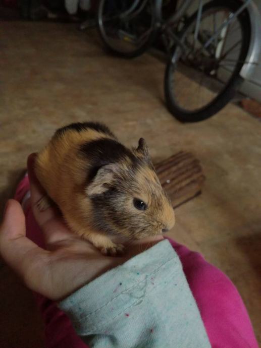 Zamorac sa svom opremom