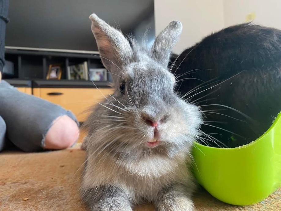 zec,lavoglavi kunić