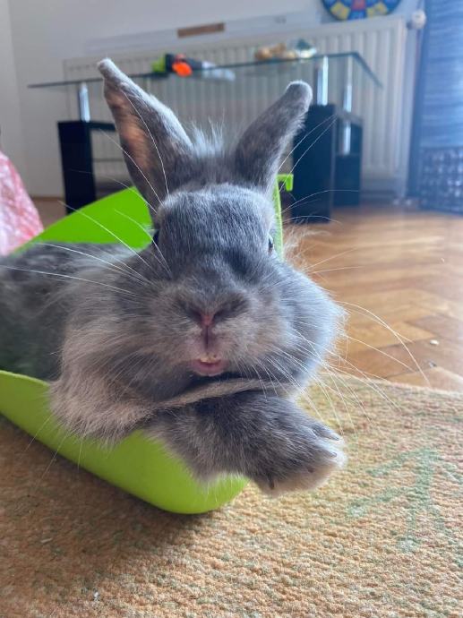 zec,lavoglavi kunić