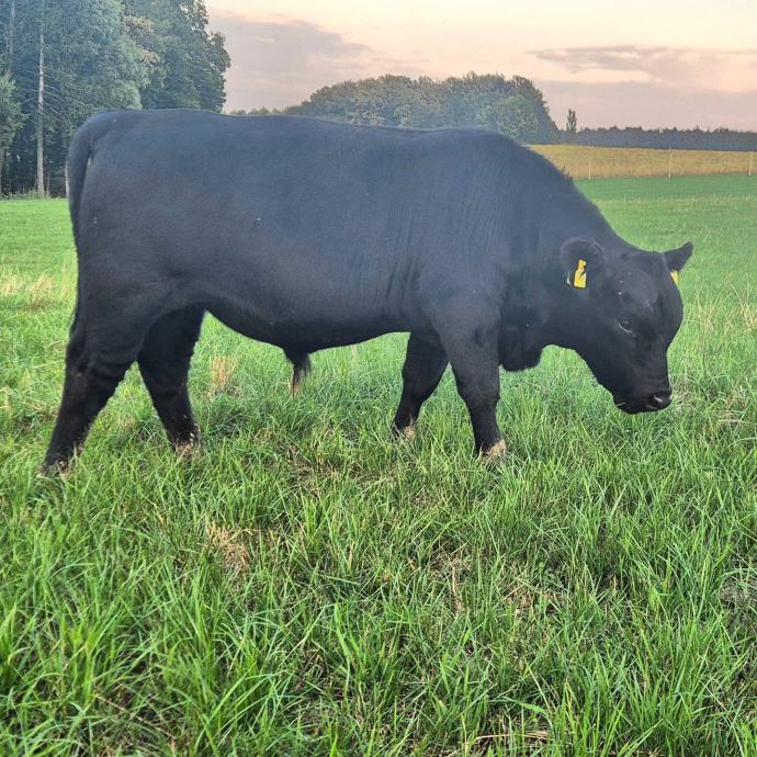 Aberdeen Angus Bikec