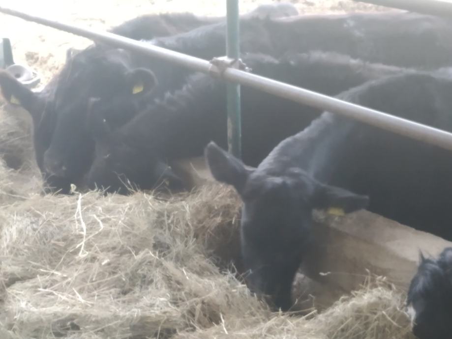 Angus junice, krave i telad