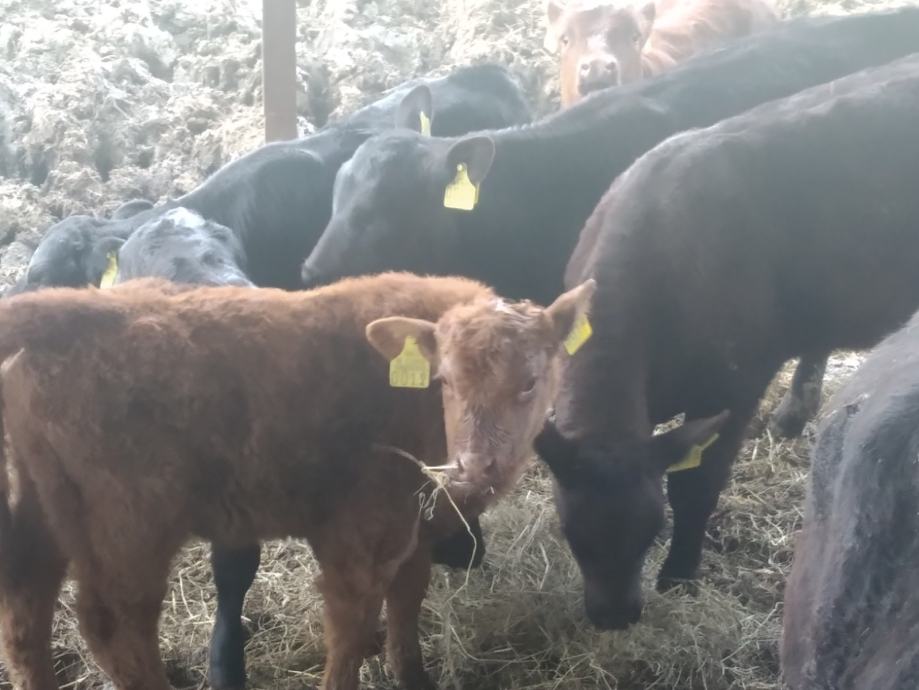 Angus junice, krave i telad