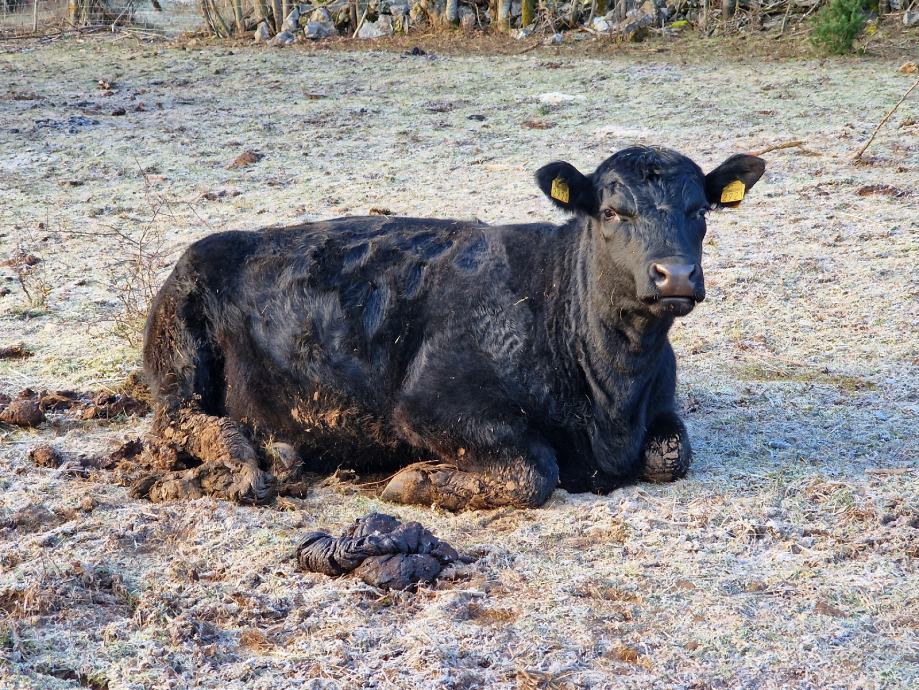 Angus junice (stelne)