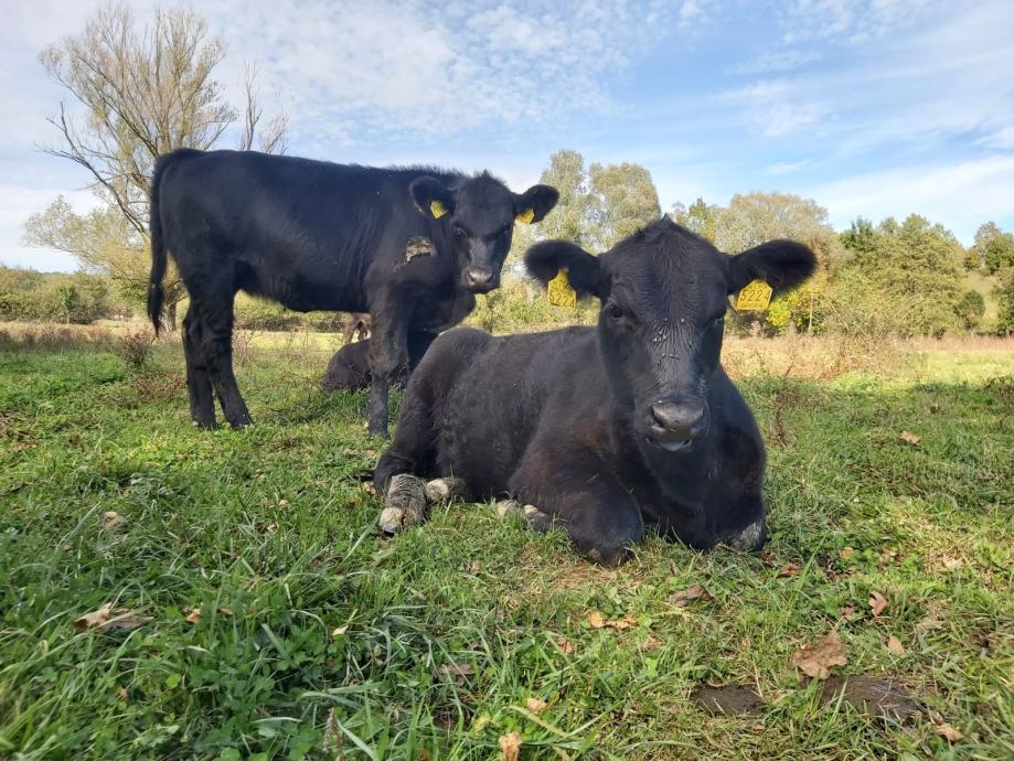 ANGUS ŽENSKA TELAD I JUNICE