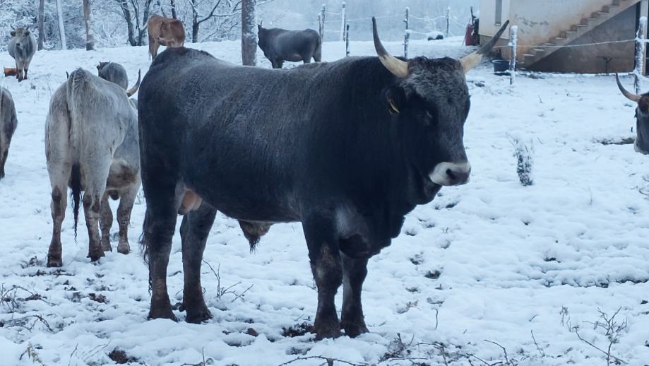 Bik i muško tele pasmine Boškarin (Istarsko govedo)