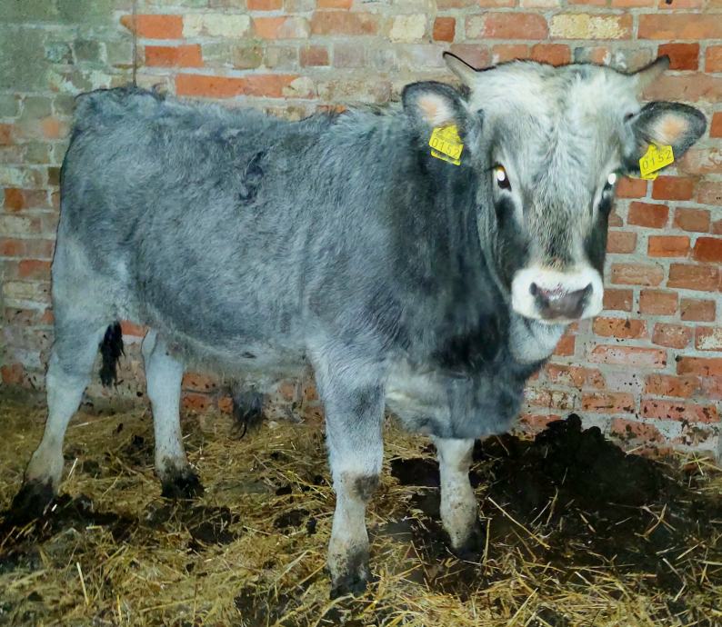 Bik i muško tele pasmine Boškarin (Istarsko govedo)