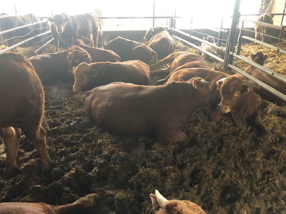 Bikovi limuzin chevrole