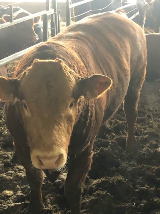 Bikovi limuzin chevrole