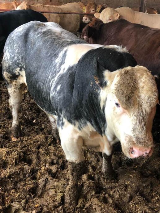 Bikovi limuzin chevrole