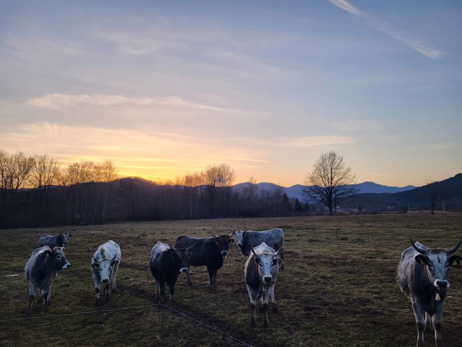 Istarska goveda-Boškarini