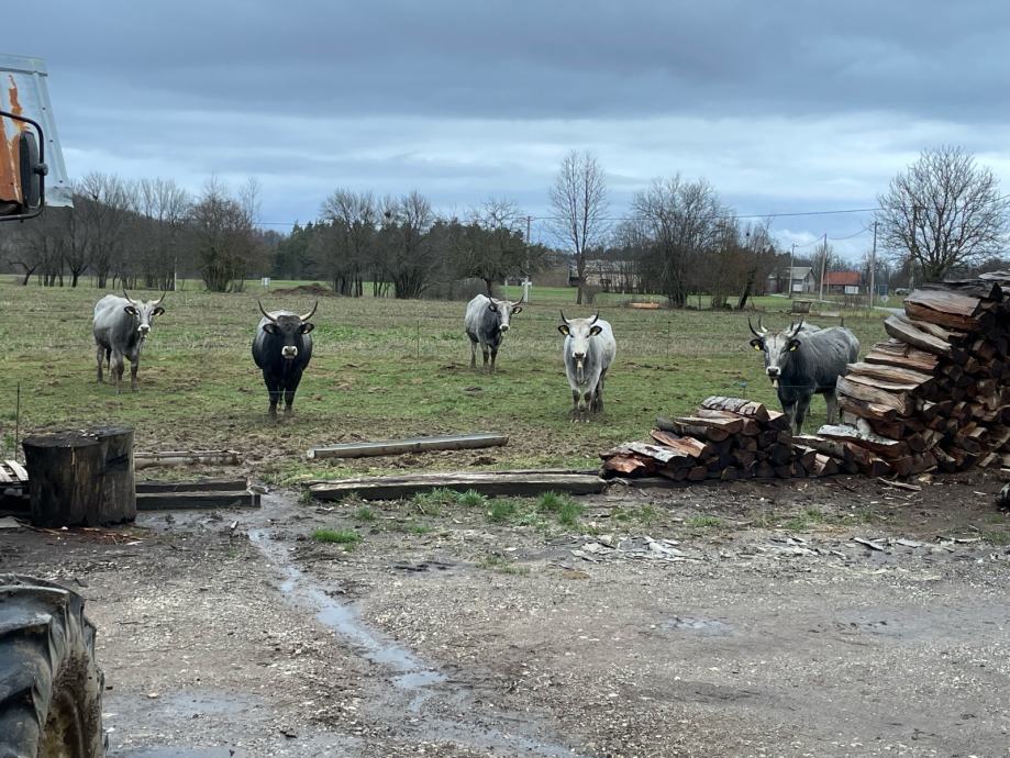 Istarska goveda-Boškarini