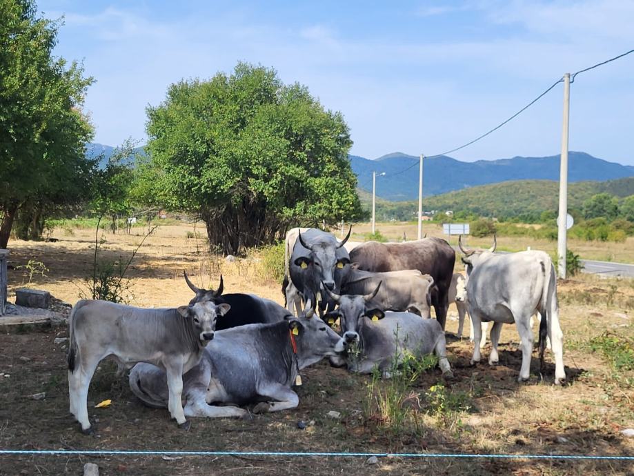 Istarska goveda-Boškarini