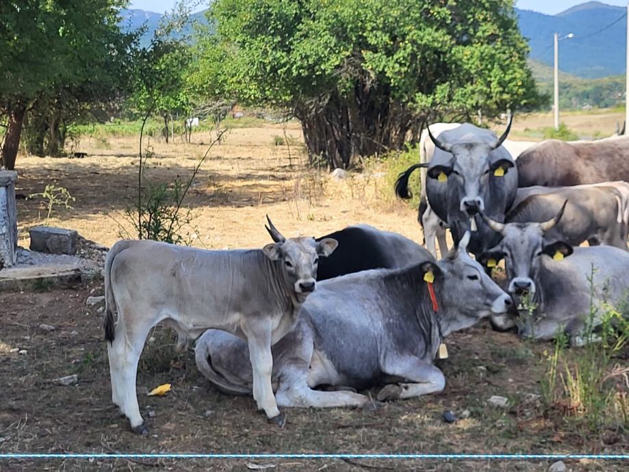 Istarska goveda-Boškarini