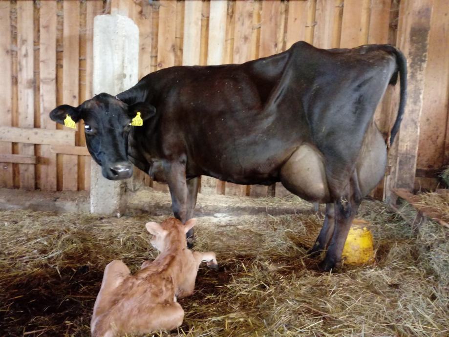 Jersey krava s teletom