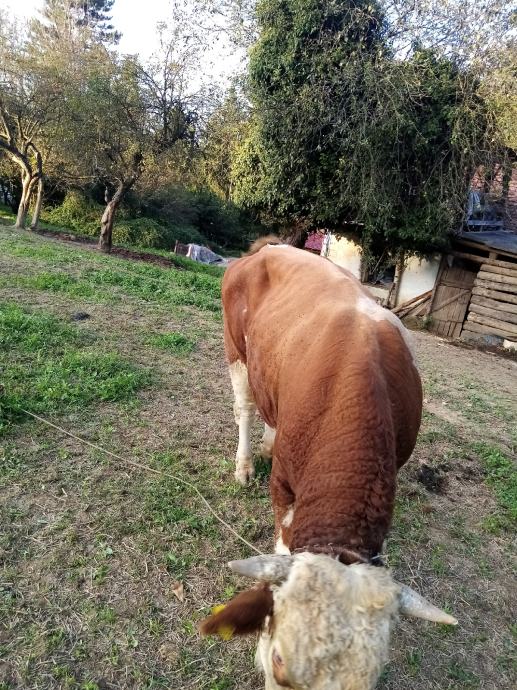 Junac, za obradu , rasplod,oko 750 kg , Krnjak!!