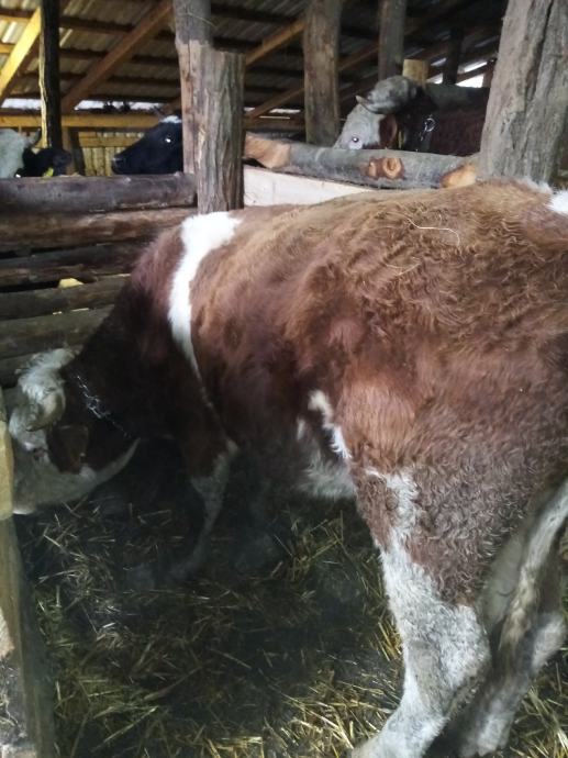 June, bičić simentalac za tov,Krnjak!!