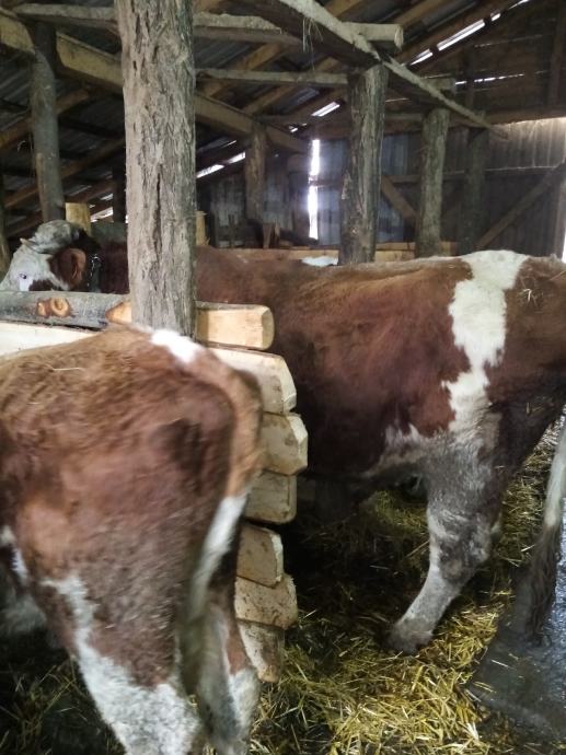 June, bičić simentalac za tov,Krnjak!!