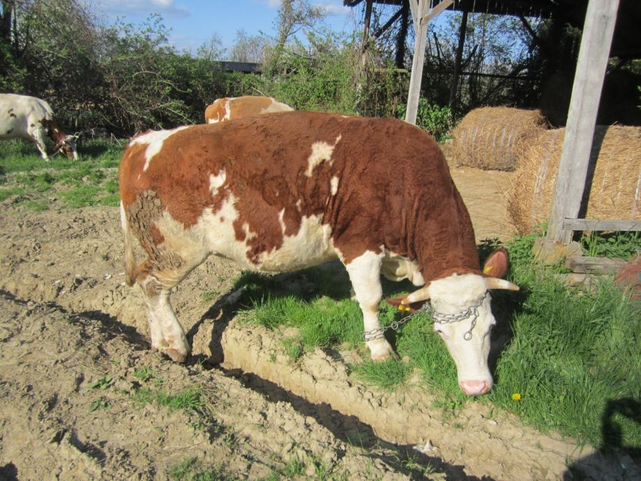 Junica, čisti simentalac-za obradu