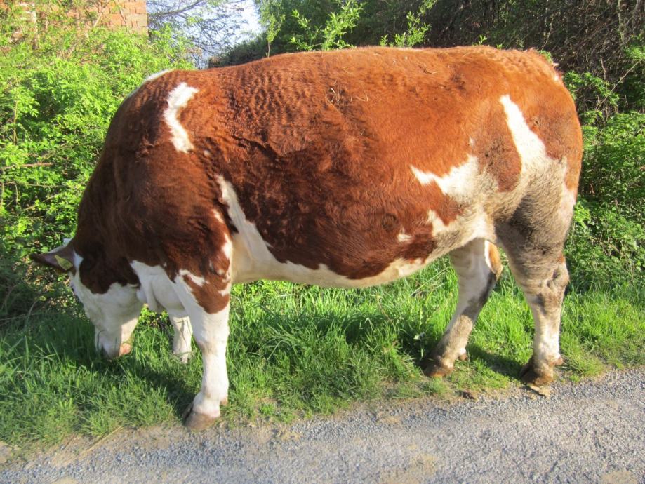 Junica, čisti simentalac-za obradu