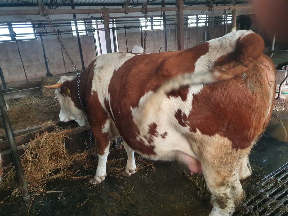 Junica i krave na prodaju