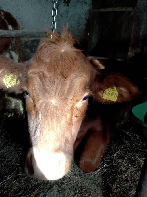 Junica limousine stelna