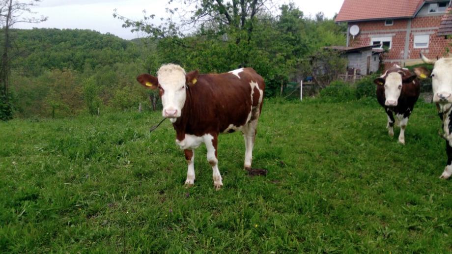 Junica simentalac bređa