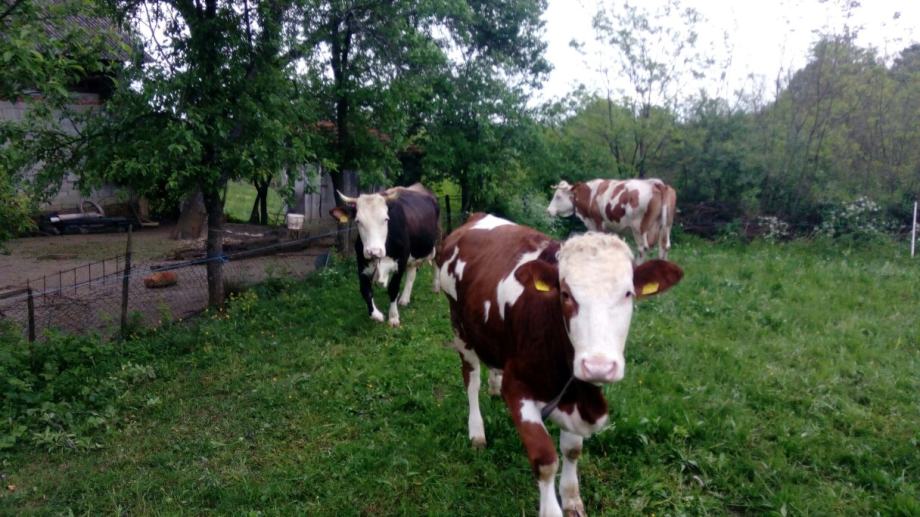 Junica simentalac bređa