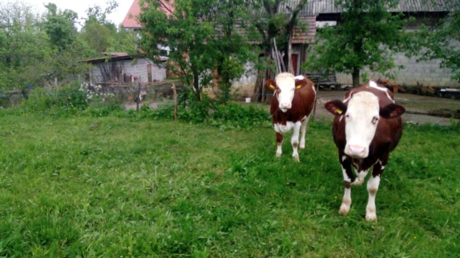 Junica simentalac bređa