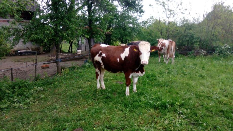 Junica simentalac bređa