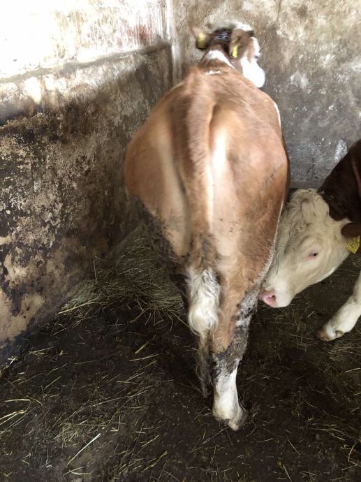 Junica simentalske pasmine