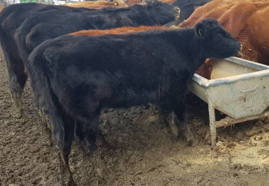 ANGUS JUNICE IZ EKOLOŠKOG UZGOJA