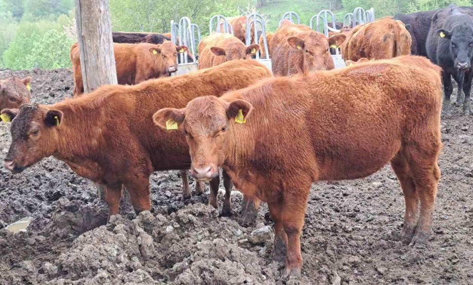 ANGUS JUNICE IZ EKOLOŠKOG UZGOJA