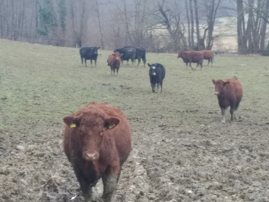 Junice Angus - steone (bređe)