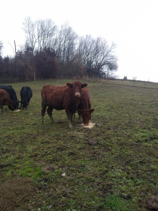 Junice Angus - steone (bređe)