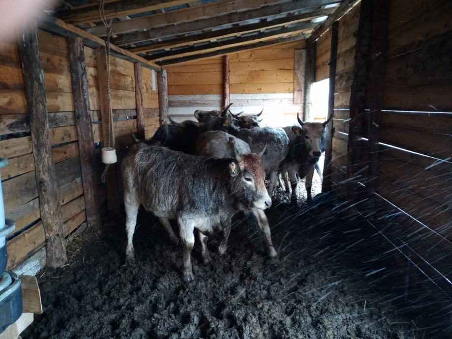 Junice istarsko govedo