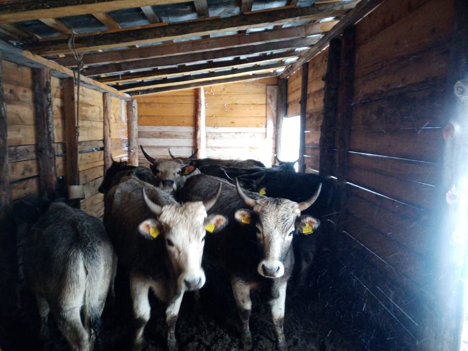 Junice istarsko govedo