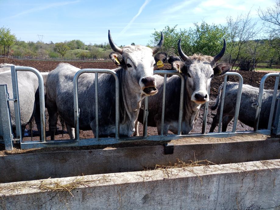 Junice ISTARSKO GOVEDO