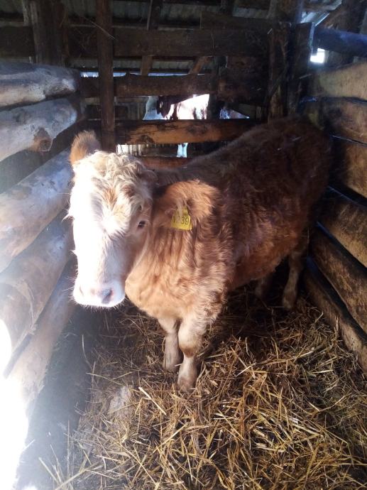 Junice mlade 7 mj, vrhunske, u kompletu, Krnjak!!