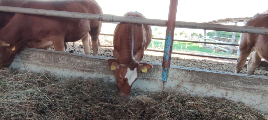 Junice, mlade krave, bik