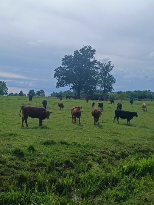 Junice pasmine Angus