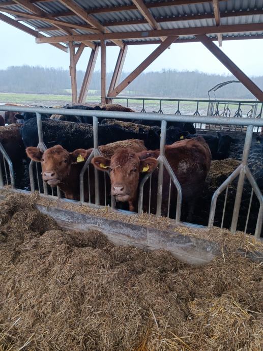 Junice pasmine Angus