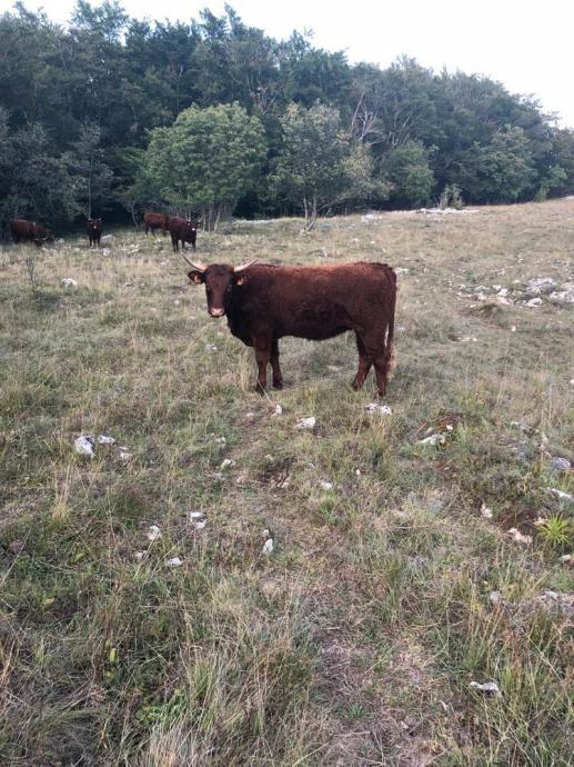 Junice pasmine Salers