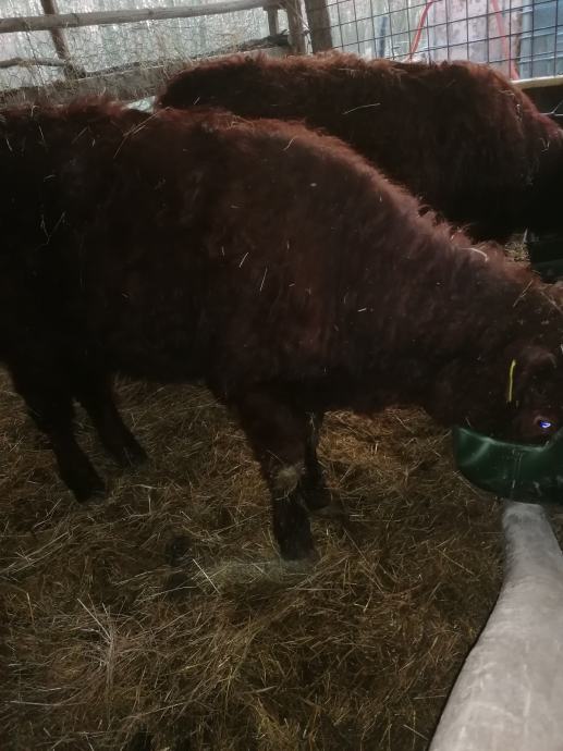 Junice SALERS sa pedigreom, krave steone, krave pripuštene