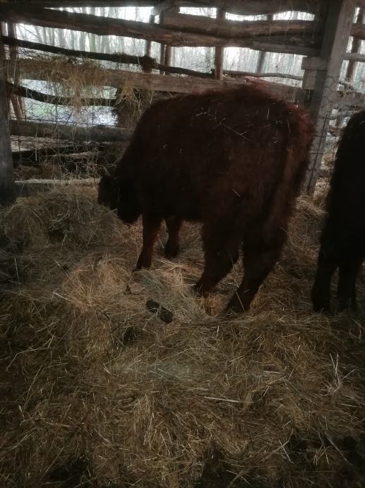 Junice SALERS sa pedigreom, krave steone, krave pripuštene