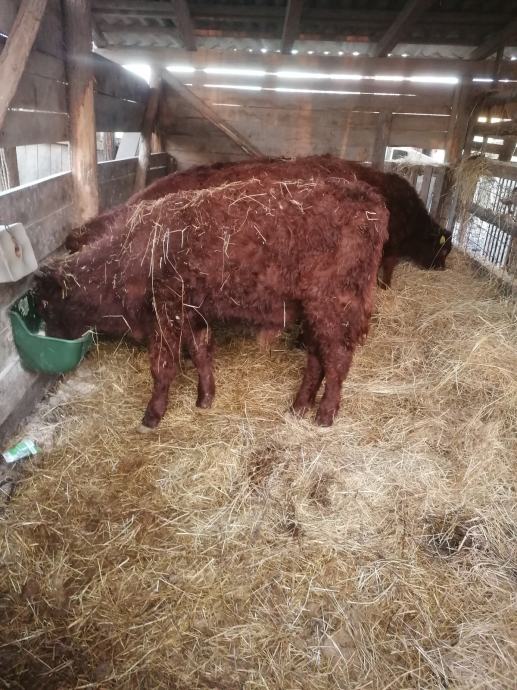 Junice SALERS sa pedigreom, krave steone, krave pripuštene